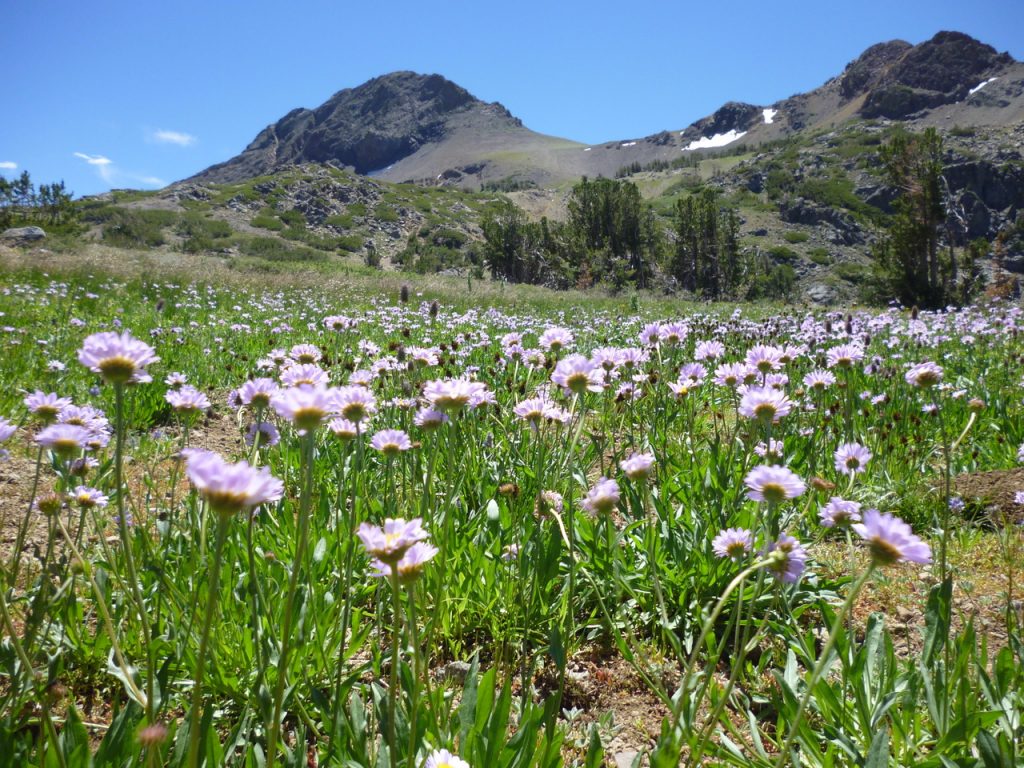 Carson Pass - ENFIA